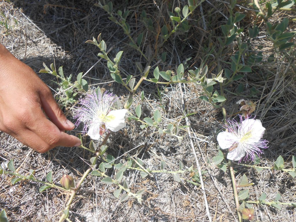 Capers: picking and preserving your own - Sunseed Desert Technology